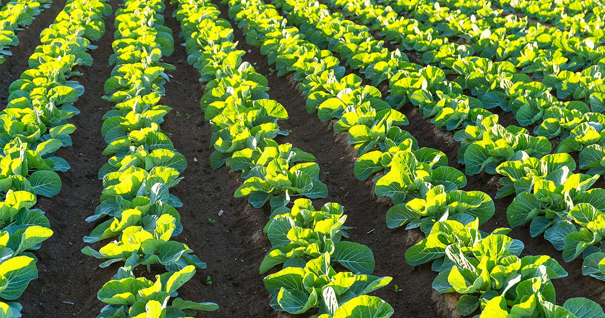 EXIREL® INSECT CONTROL | FMC Ag US