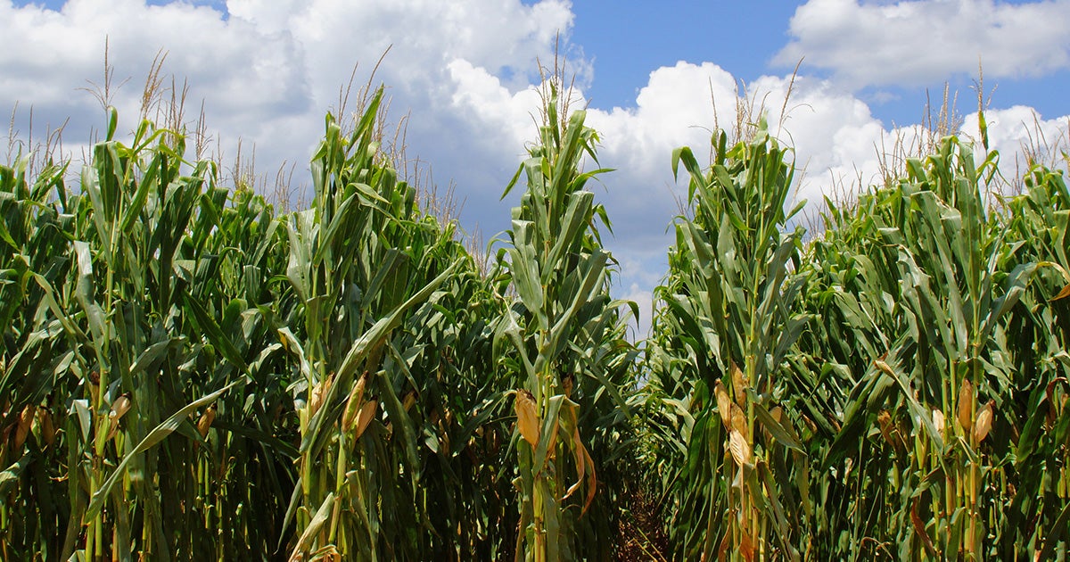 STEWARD® EC INSECTICIDE | FMC Ag US