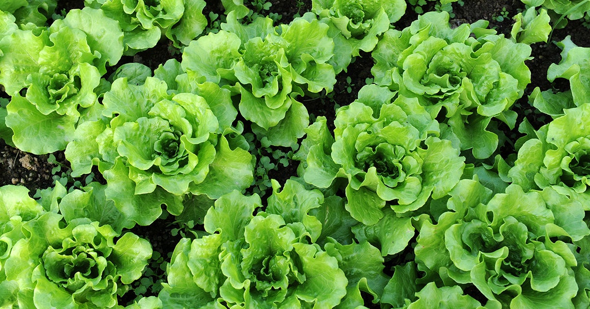 VERIMARK® INSECT CONTROL | FMC Ag US