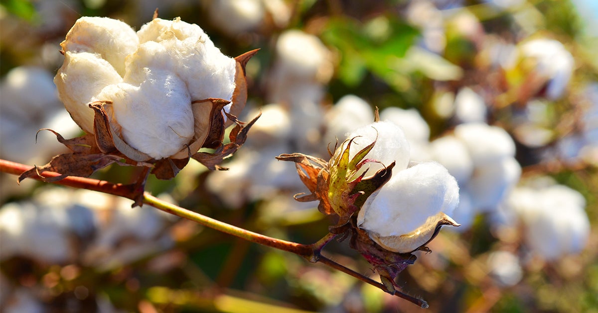 CARBINE® 50WG INSECTICIDE | FMC Ag US