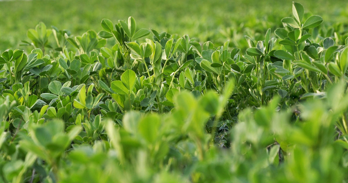 DIMETHOATE 400 EC | FMC Ag US