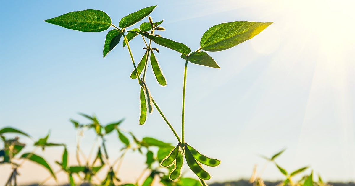 HERO® INSECTICIDE | FMC Ag US