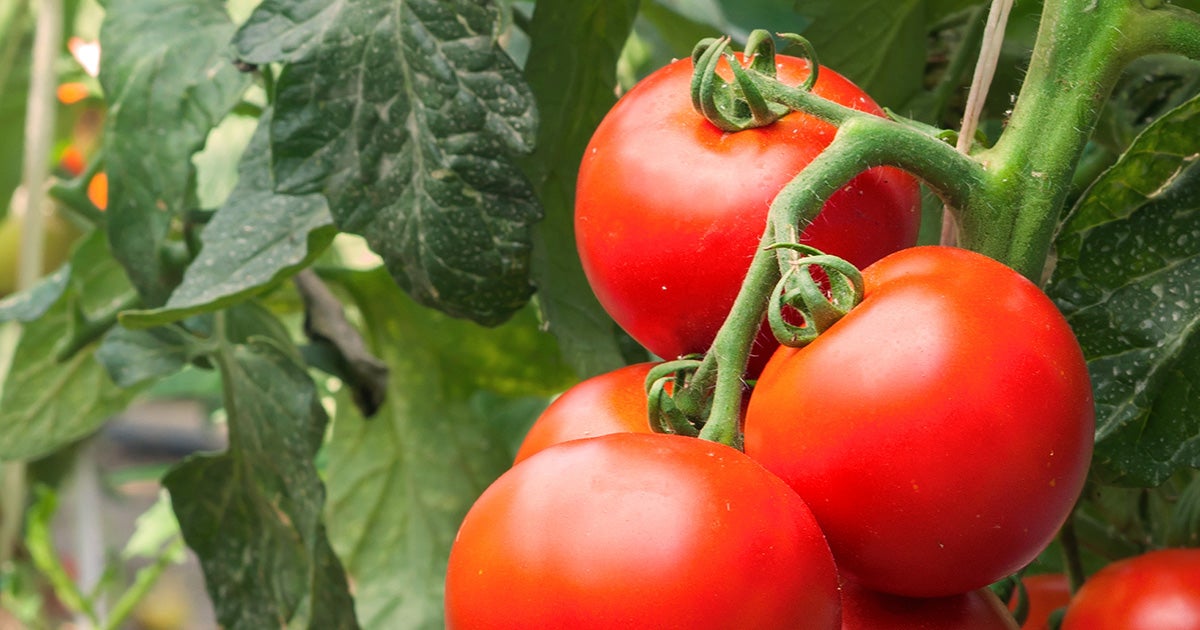 Avaunt® eVo Insect Control | FMC Ag US