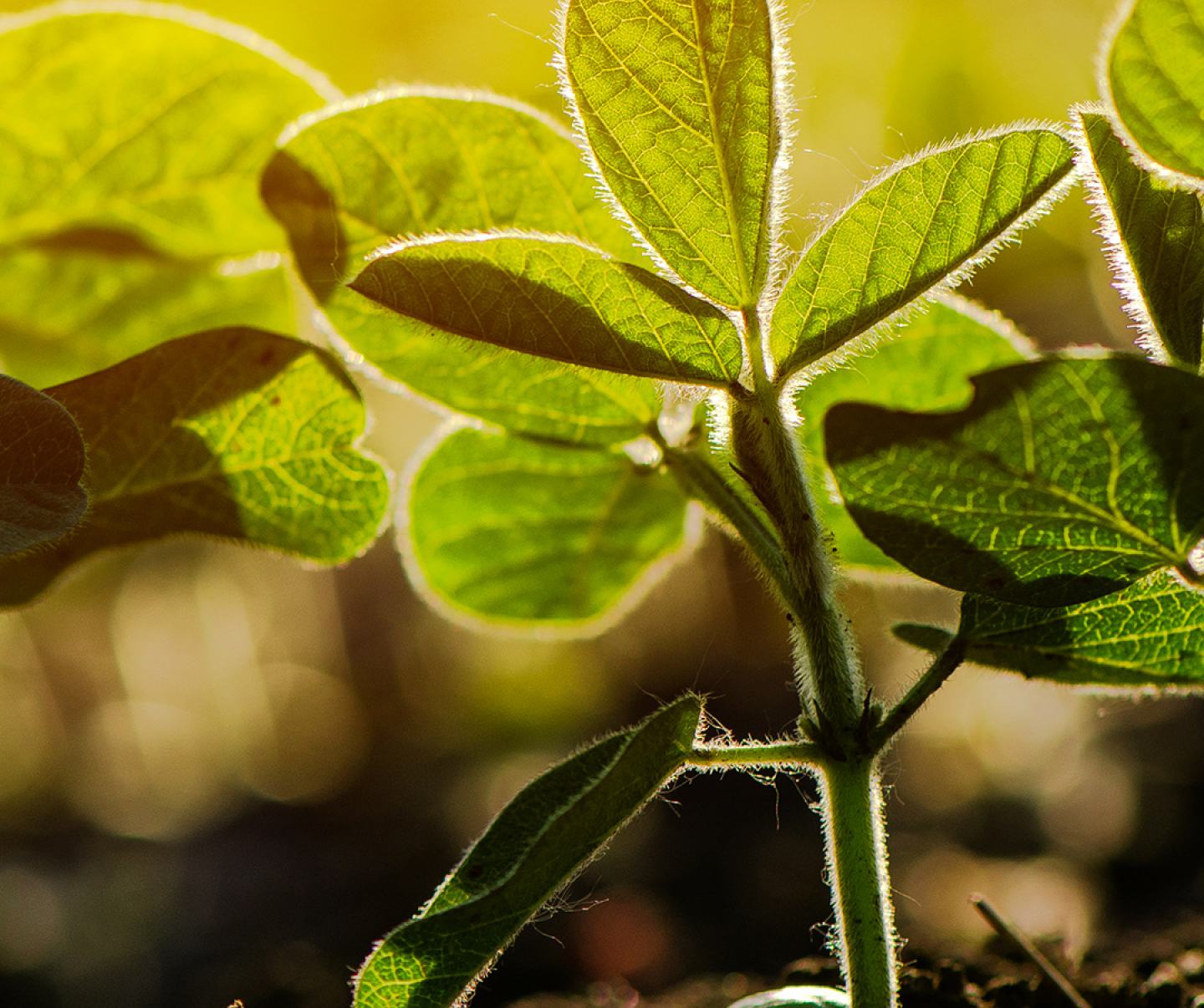 Soybeans Fmc Ag Us