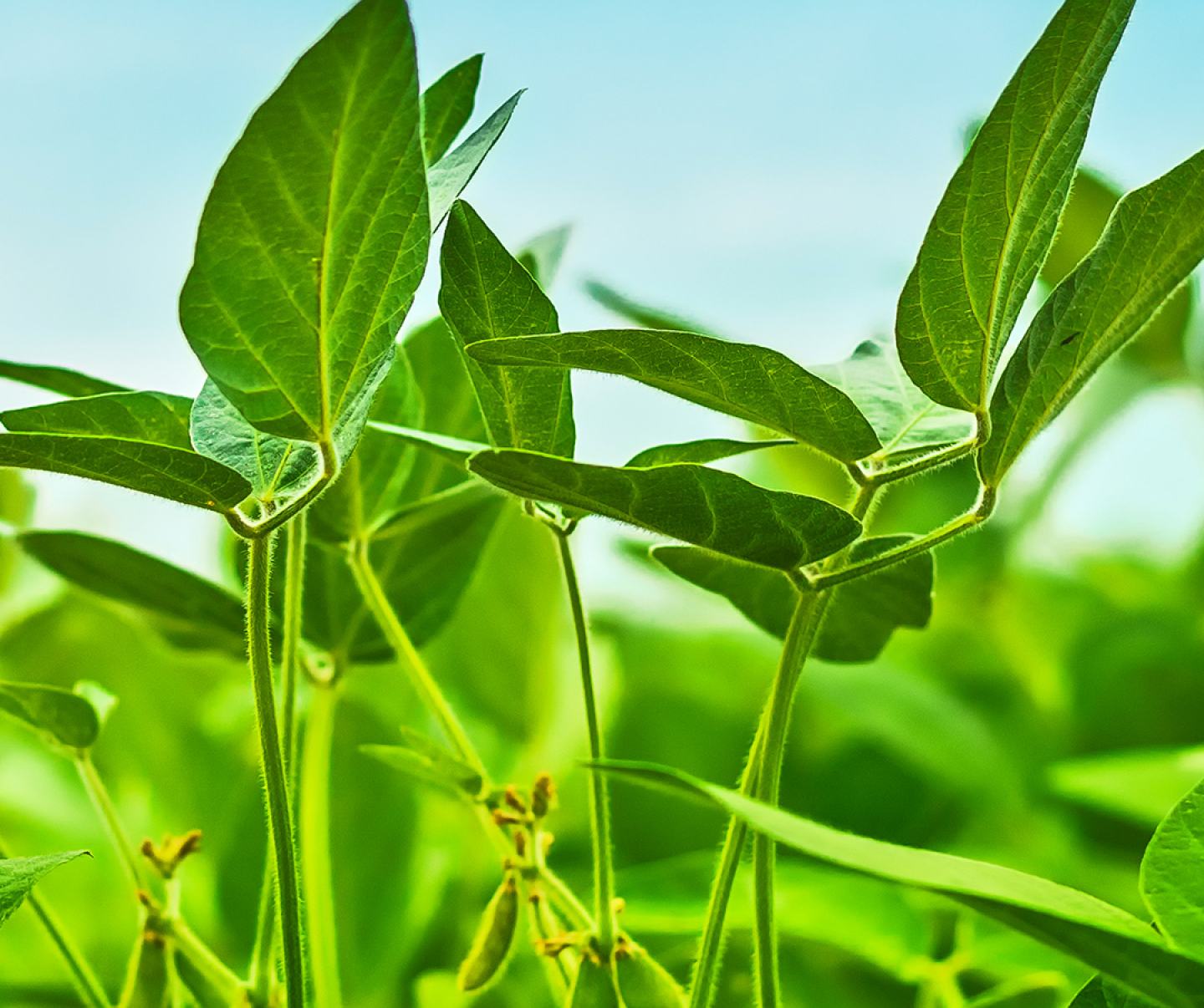 Soybeans | FMC Ag US