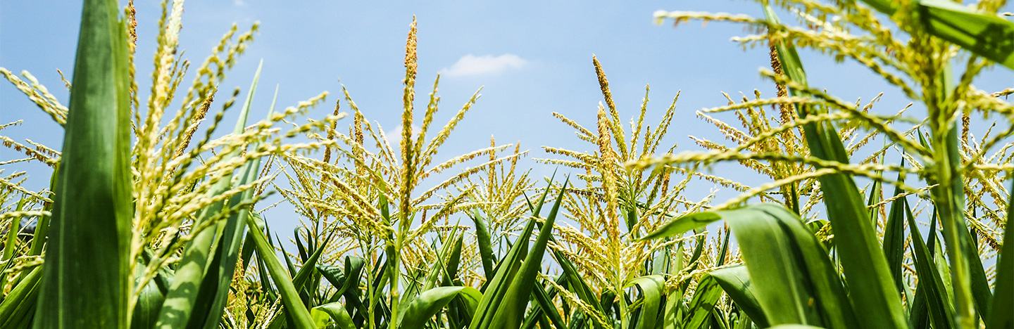 BRIGADE® 2EC INSECTICIDE/MITICIDE | FMC Ag US