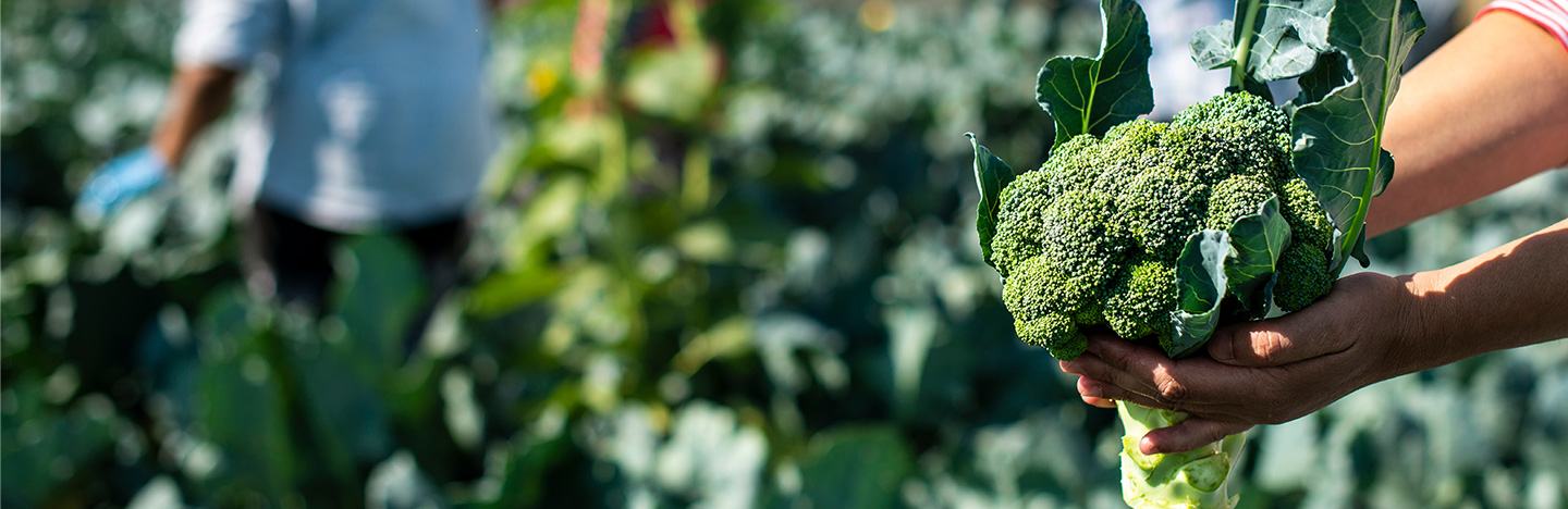 AVAUNT® INSECTICIDE | FMC Ag US