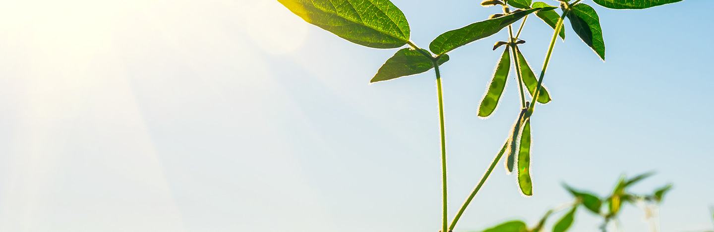 HERO® INSECTICIDE | FMC Ag US