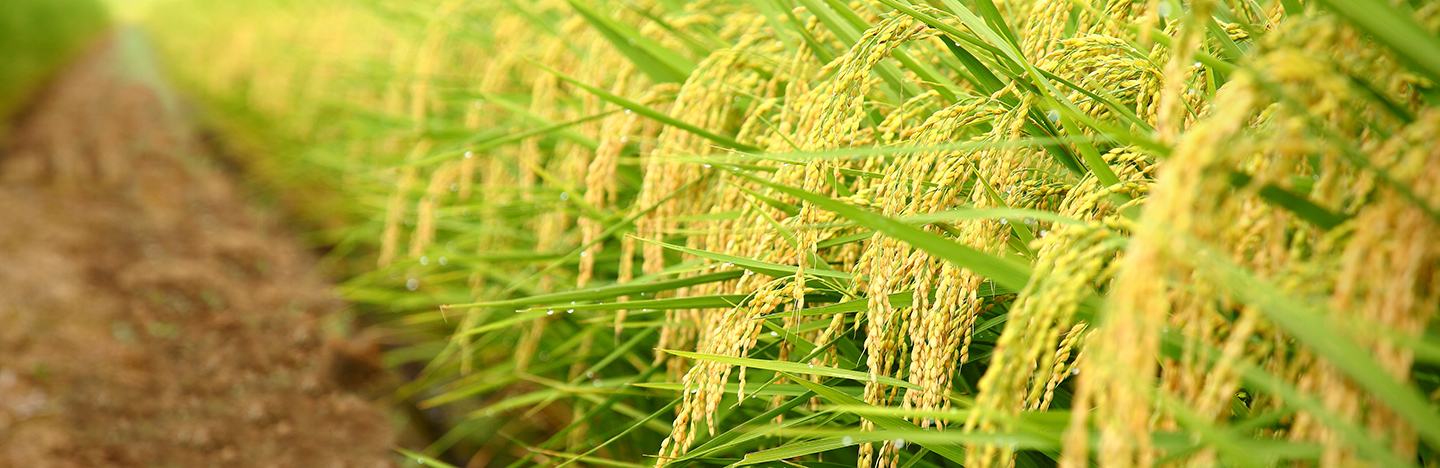 COMMAND® 3ME MICROENCAPSULATED HERBICIDE | FMC Ag US