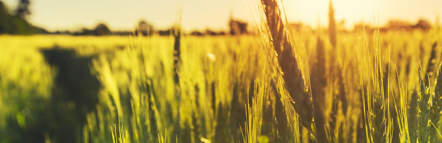 AFFINITY® TANKMIX HERBICIDE WITH TOTALSOL® SOLUBLE GRANULES | FMC Ag US