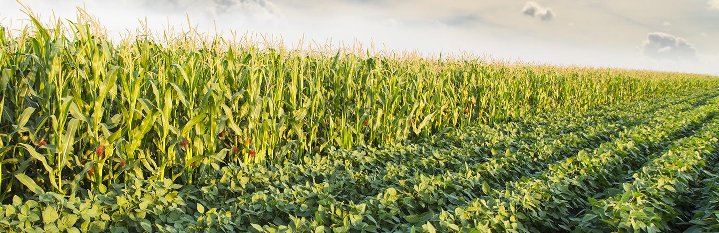 ANTHEM® MAXX HERBICIDE | FMC Ag US