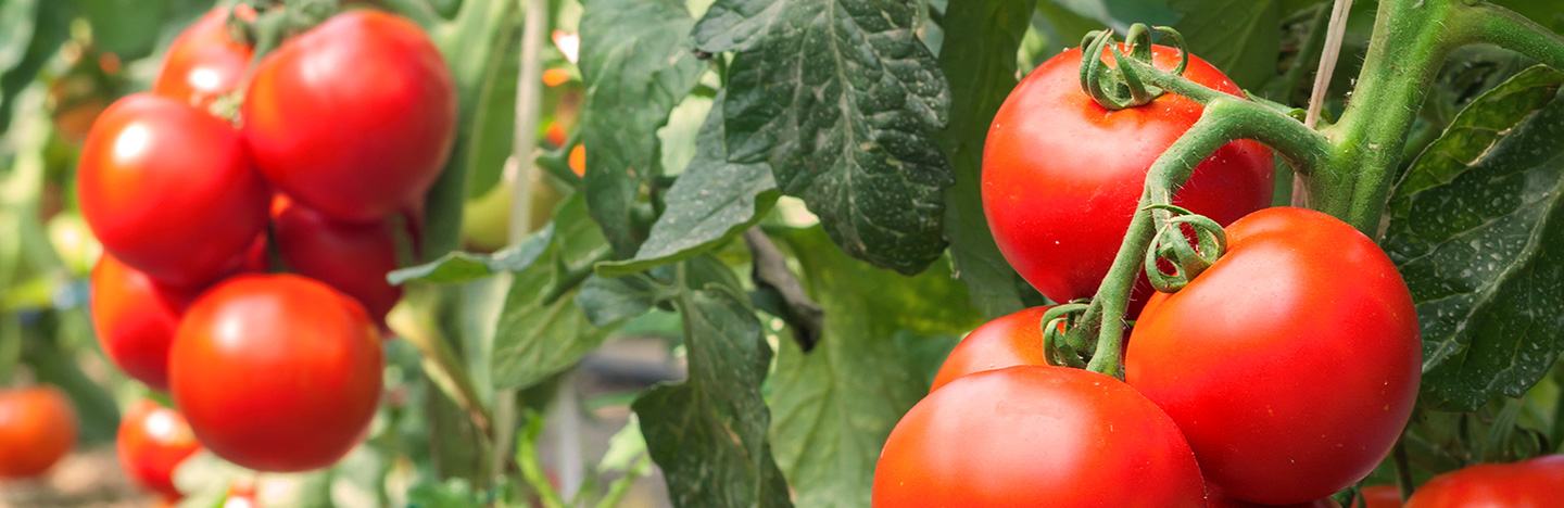 Avaunt® eVo Insect Control | FMC Ag US