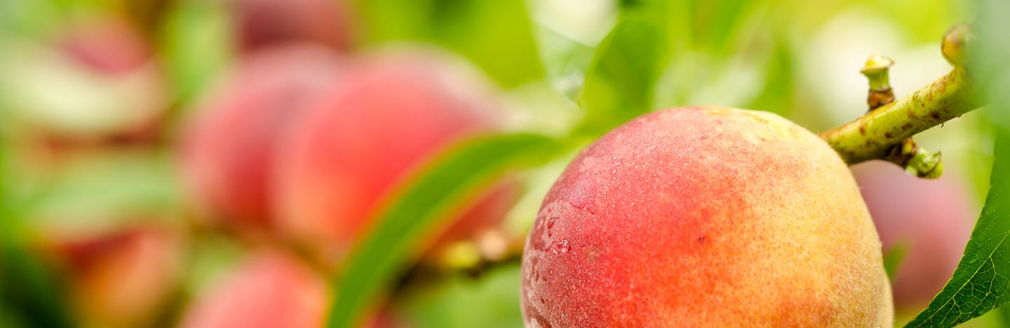 Exirel® 100 SE Insecticide | FMC Ag ZA