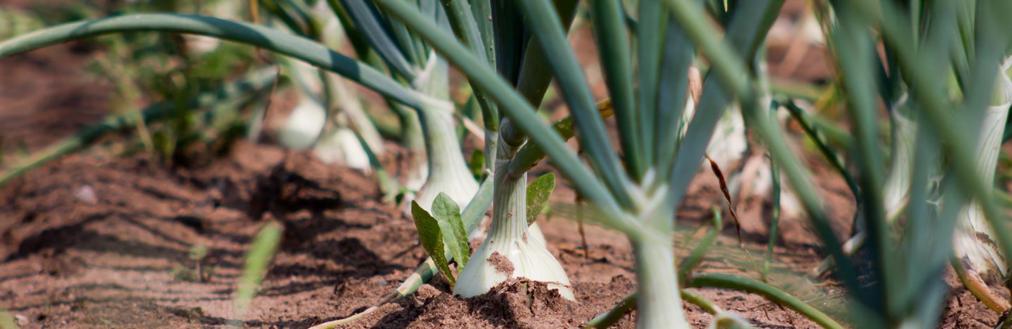 Rovral® Flo Fungicide | FMC Ag ZA